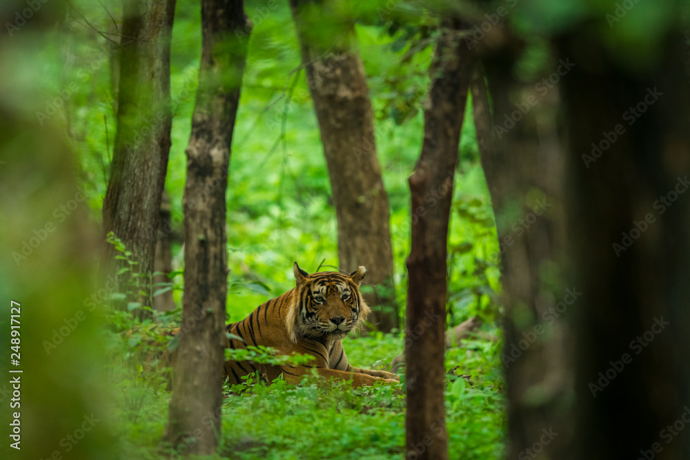 A dominant male tiger spotted in monsoon green in a rainy season on a ...