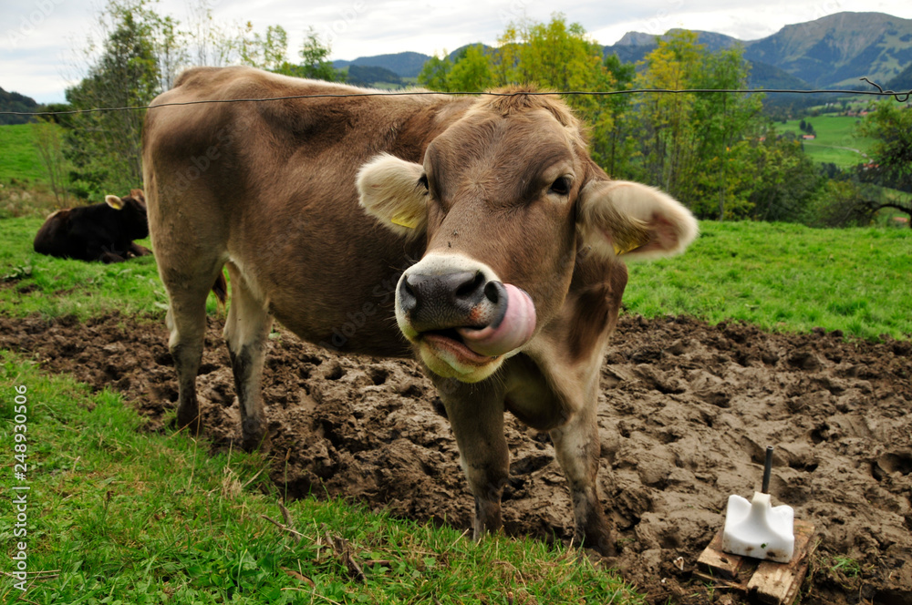 Cow in mud with extra long tongue on a salt stone Stock Photo | Adobe Stock