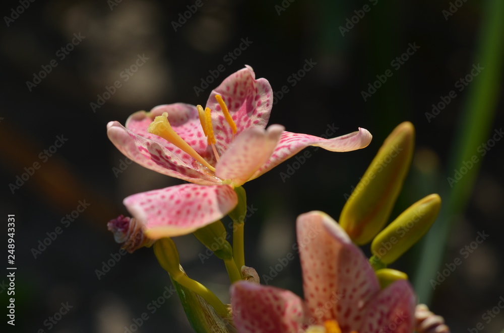 Purple-spotted pink flowers of Iris domestica Stock Photo | Adobe Stock