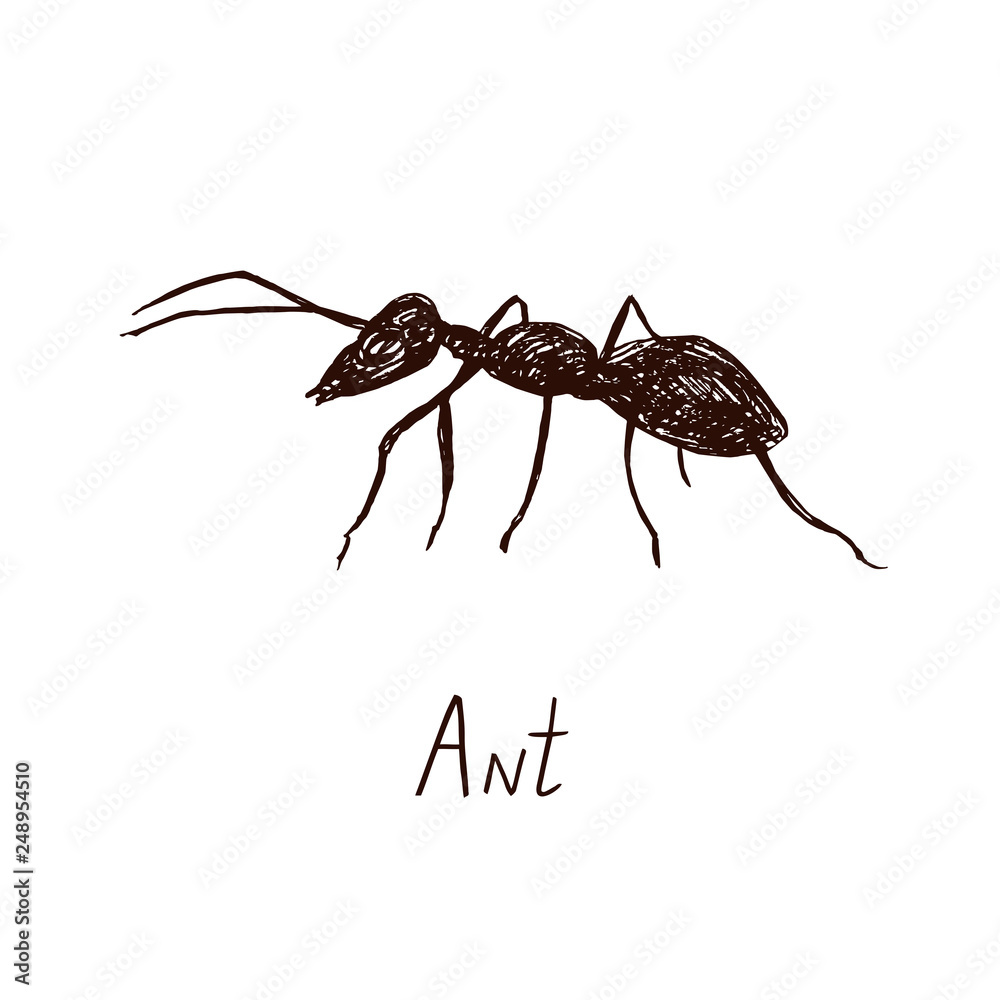Ant drawing, vintage engraved illustration style, hand drawn doodle ...