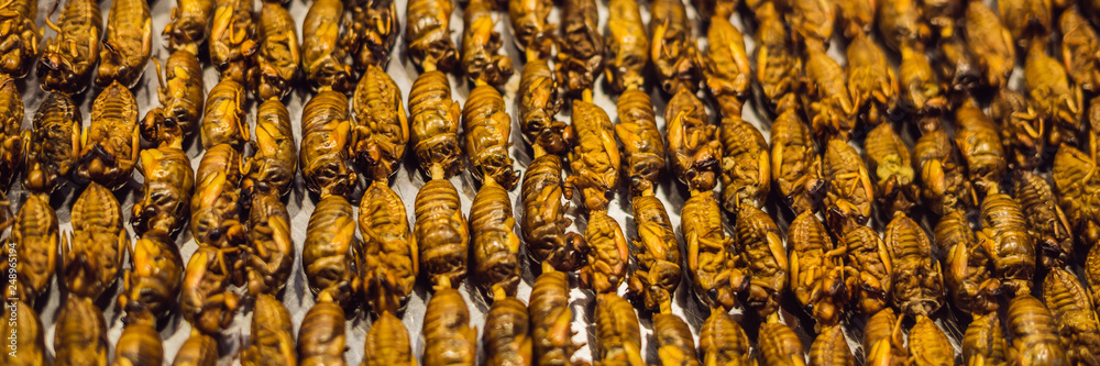 Grill and fried silkworm pupae on stick from Wangfujing street at Beijing, China BANNER, LONG ...