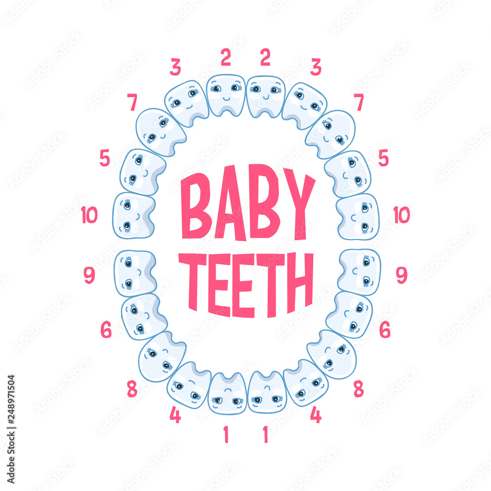 Baby teeth in a child, teeth infographics. Vector illustration of ...