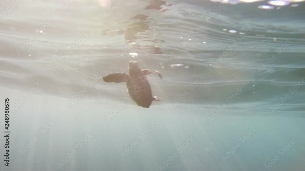 Incredibly rare footage of a baby sea turtle after entering ocean for ... Incredibly rare footage of a baby sea turtle after entering ocean for ...