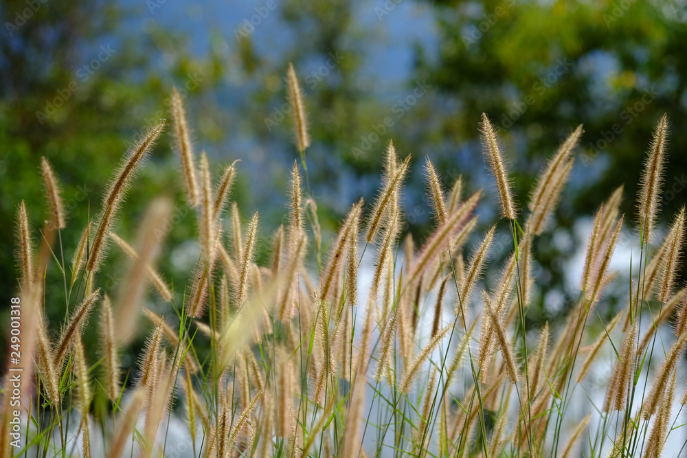 Liliopsida