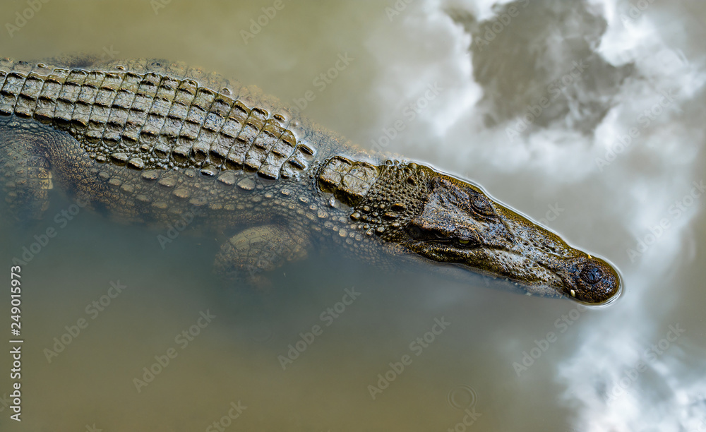 Crocodile In Muddy Water