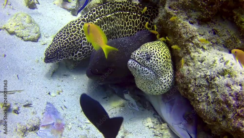3 Moray Eels - Giant moray (Gymnothorax javanicus) and Honeycomb moray ...
