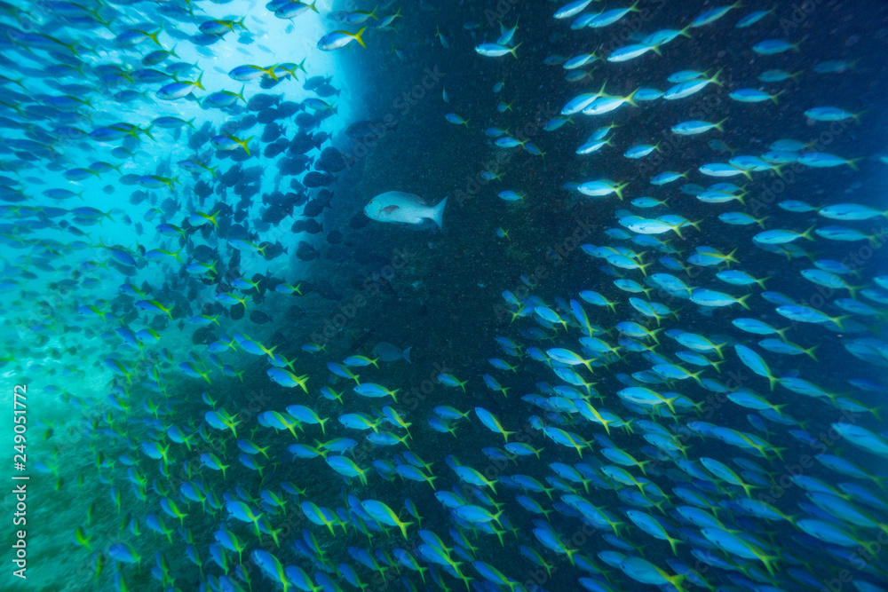 School of Yellow back fusilier fish (Caesio teres ) at coral reef ...