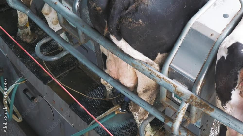 Automatic milking system. Robotic milking system for dairy farm. Dairy ...