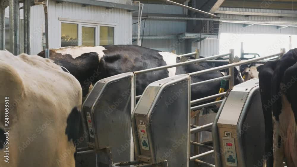 Automatic milking system. Robotic milking system for dairy farm. Dairy ...