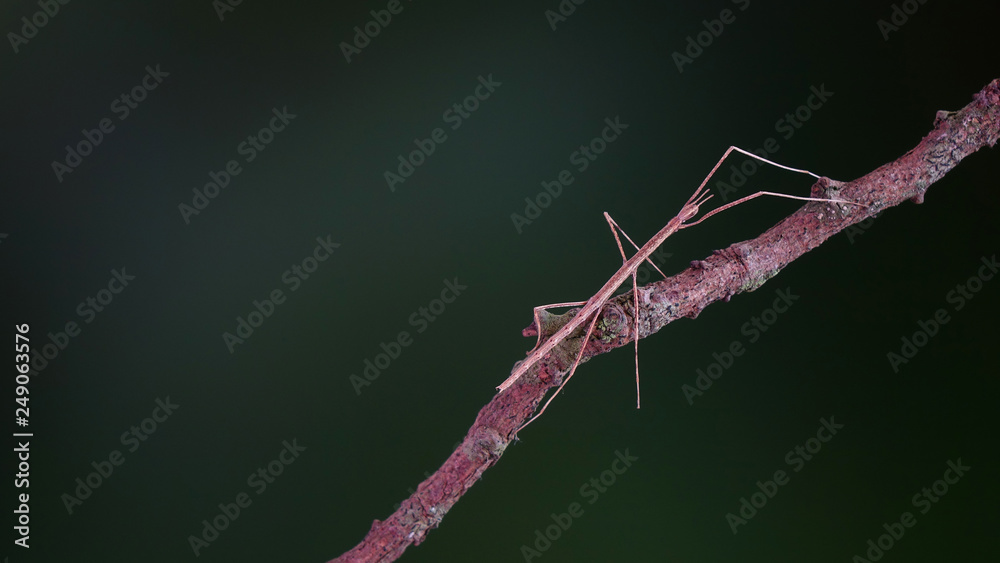 Walking stick insect or Phasmids (Phasmatodea or Phasmatoptera) also ...