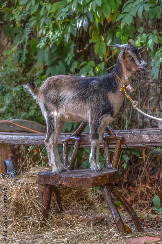 View of goat on top of a wooden bench and fastened with a rope to a ...