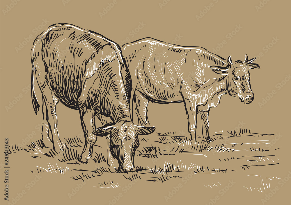 Vector hand drawing cows Stock Vector | Adobe Stock