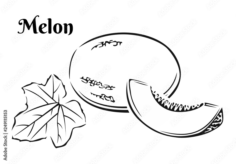 Melon isolated on white background. Vector black white illustration of ...