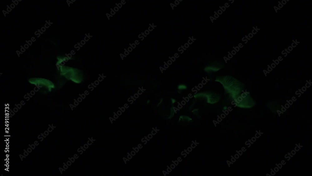 The bioluminescent fungus, Panellus Stipticus, also known as foxfire ...