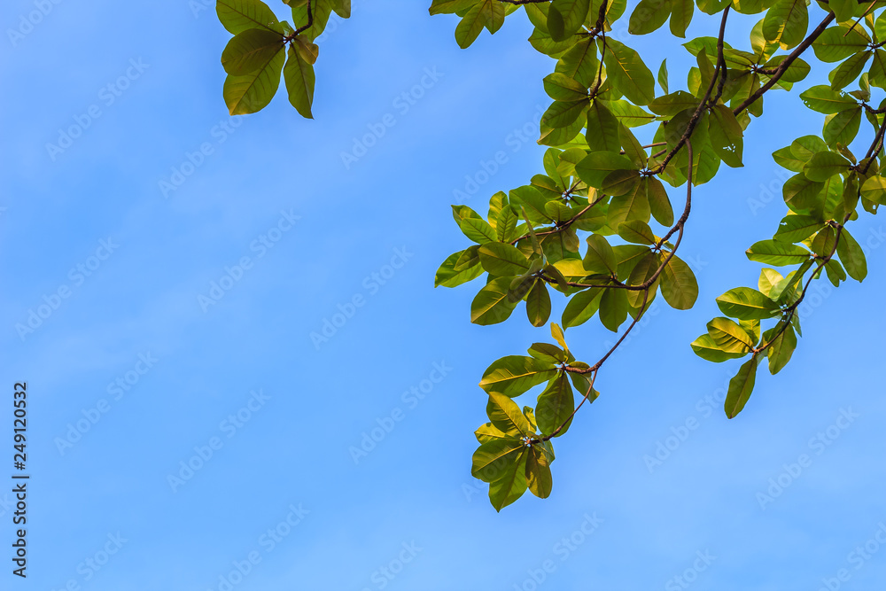 False Kamani Terminalia