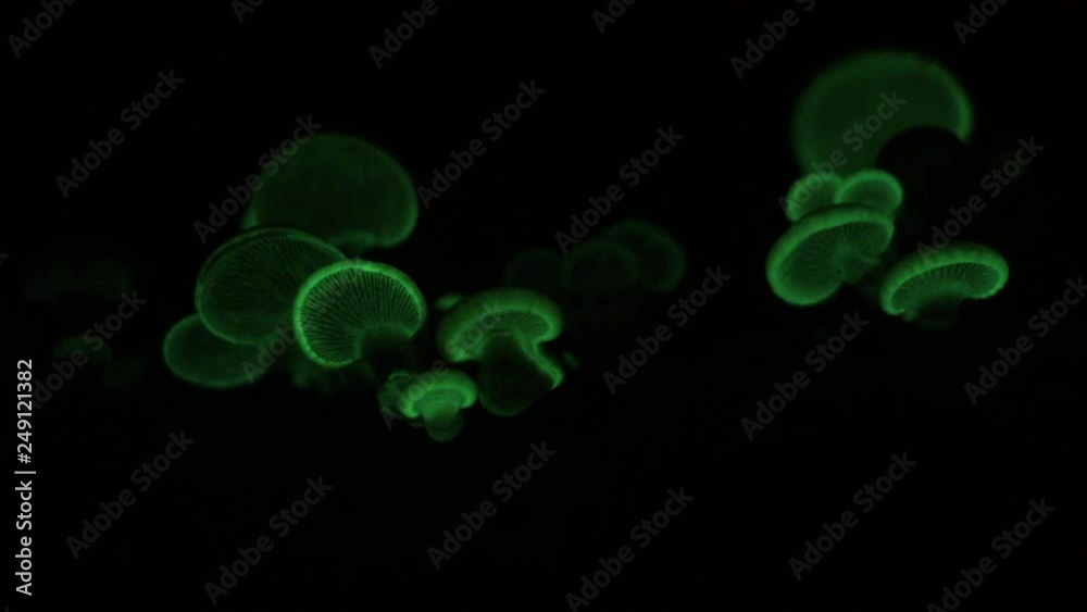 The bioluminescent fungus, Panellus Stipticus glows at night. They glow ...