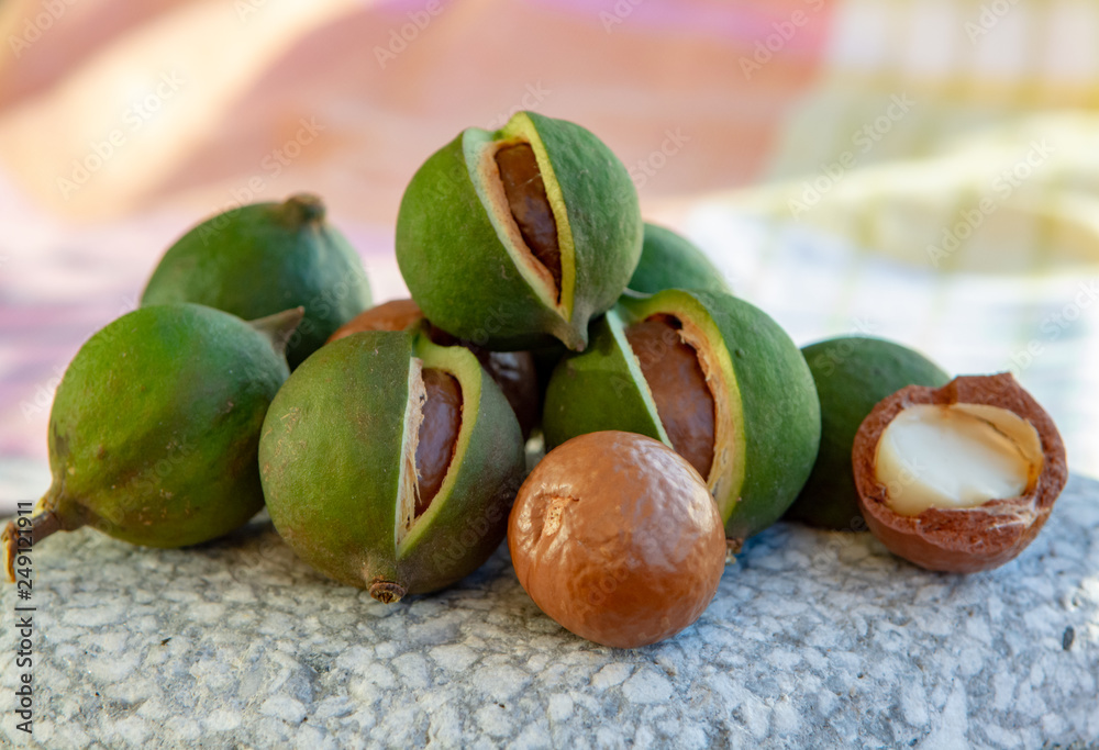 New harvest of ripe fresh Australian macadamia nuts in shell with ...