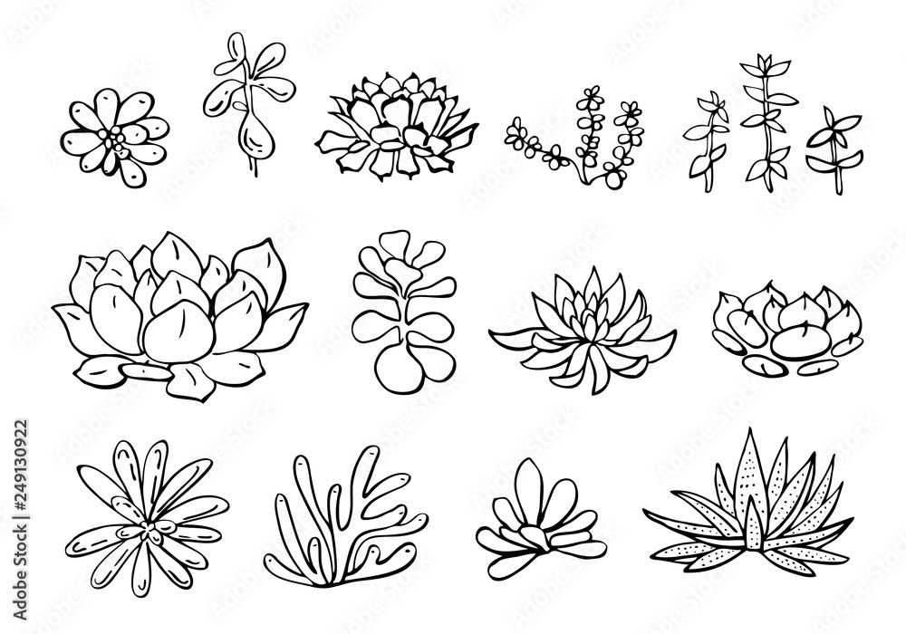 Succulent plants set. Vector hand drawn outline sketch illustration ...