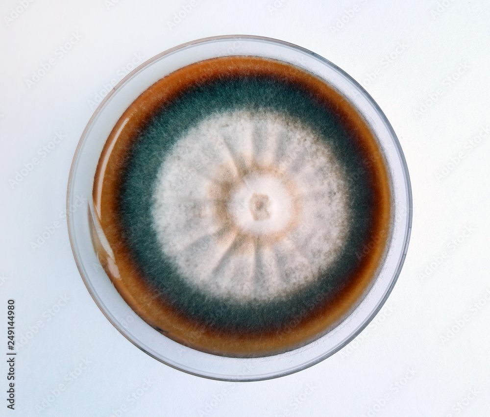 trichophyton rubrum in a petri dish grown on a nutrient environment ...