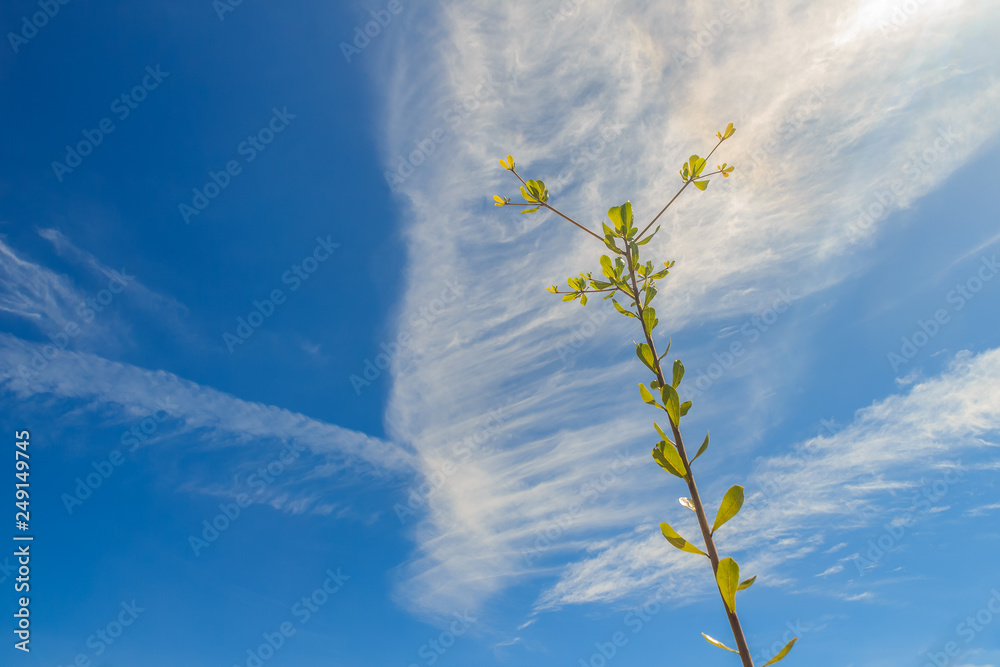 Green leaves of young Terminalia ivorensis tree under clear blue sky ...