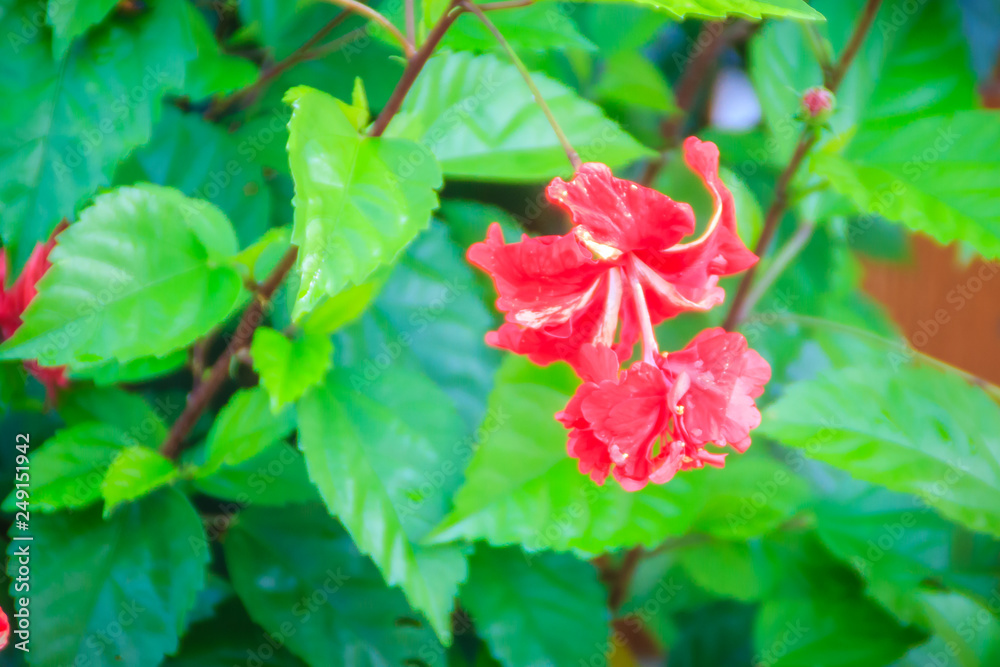 Red double petal vermillion flower of hybrid Hibiscus rosa-sinensis ...