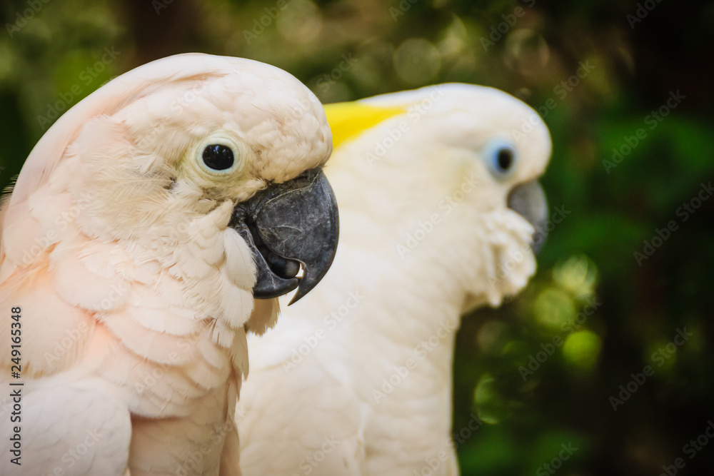 Lovely couple of cockatoos. Cute couple white cockatoos kissing and ...