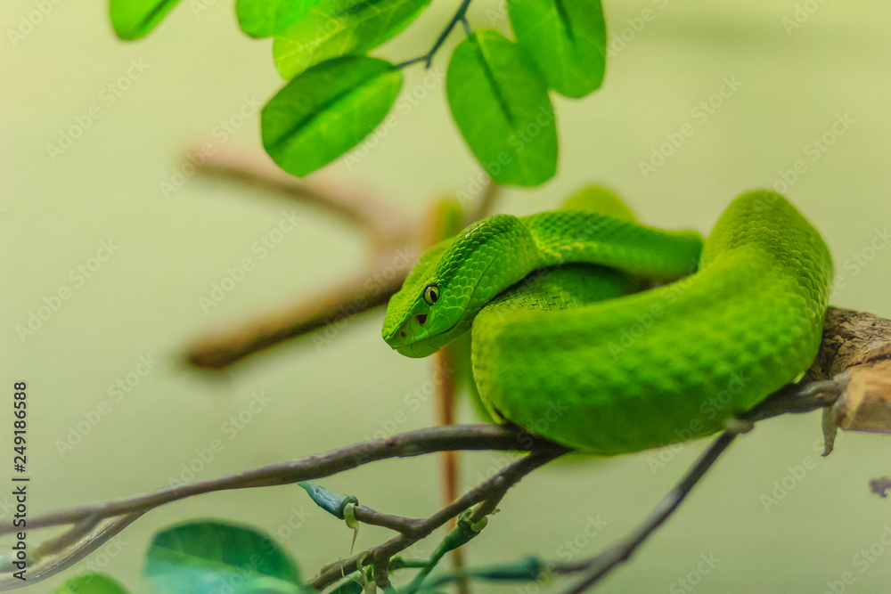 Trimeresurus trigonocephalus, the Sri Lankan pit viper, Ceylon pit ...