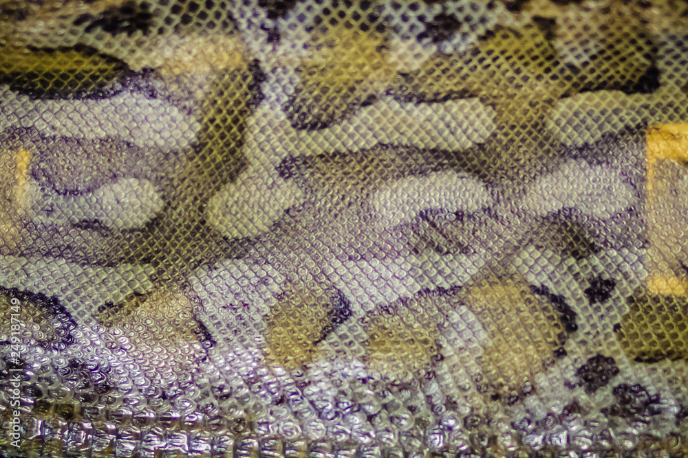 Dried snake skin of Blood Python (Python curtus) for background. Python ...