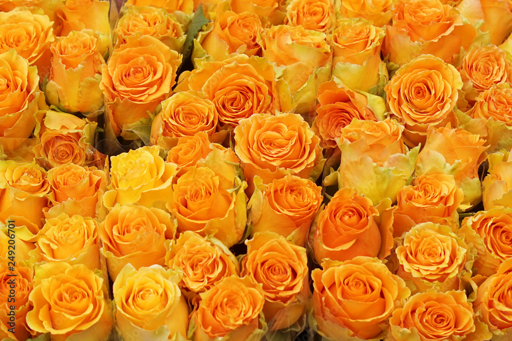 Beautiful Orange Rose Wallpaper