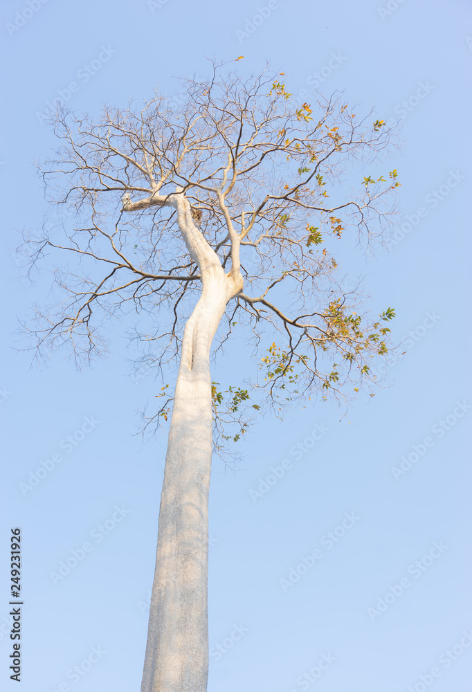 Lagerstroemia floribunda, Thai crape myrtle and kedah bungor in the ...