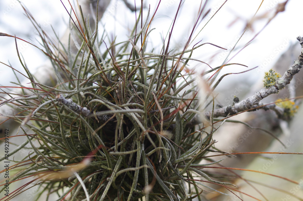 Ball Moss (Tillandsia recurvata) - Macro view Stock Photo | Adobe Stock