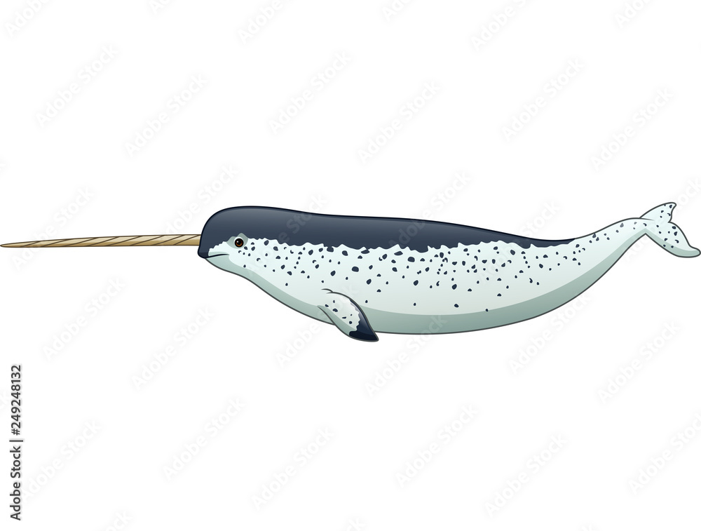 Cartoon narwhal isolated on white background Stock Vector | Adobe Stock