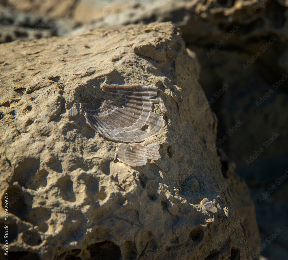 Fossils. Rocks and cliffs at Farewell Spit Beach. Westcoast New Zealand ...