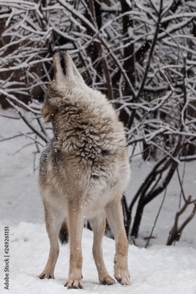 The wolf (female wolf) gracefully raises its face upward under the ...