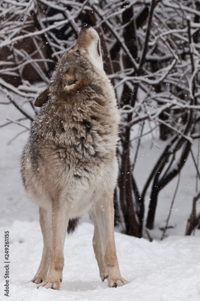 The wolf (female wolf) gracefully raises its face upward under the ...
