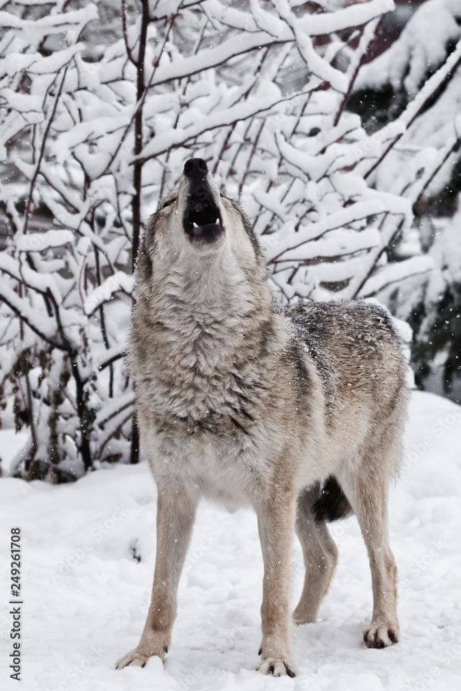 Song wolf full face view. A wolf (female wolf) howls (howling ...