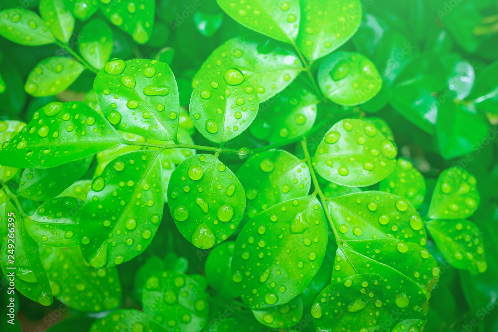 Green Leaves Water Hd