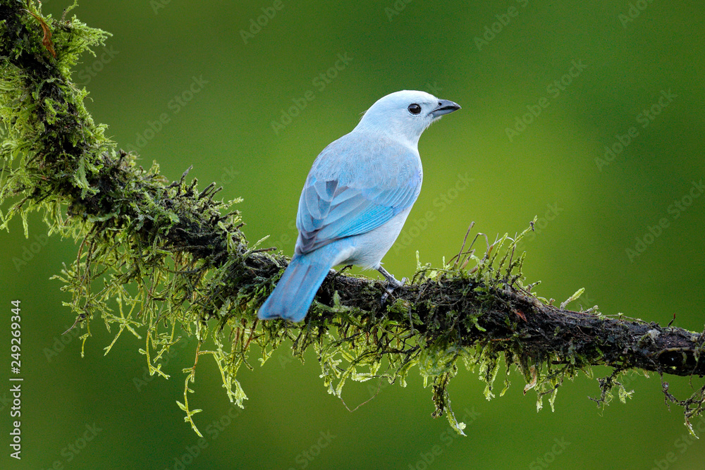 Light Blue Parrot