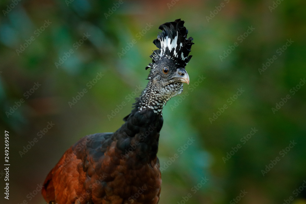 Great Curassow, Crax rubra, big black bird with yellow bill in the ...