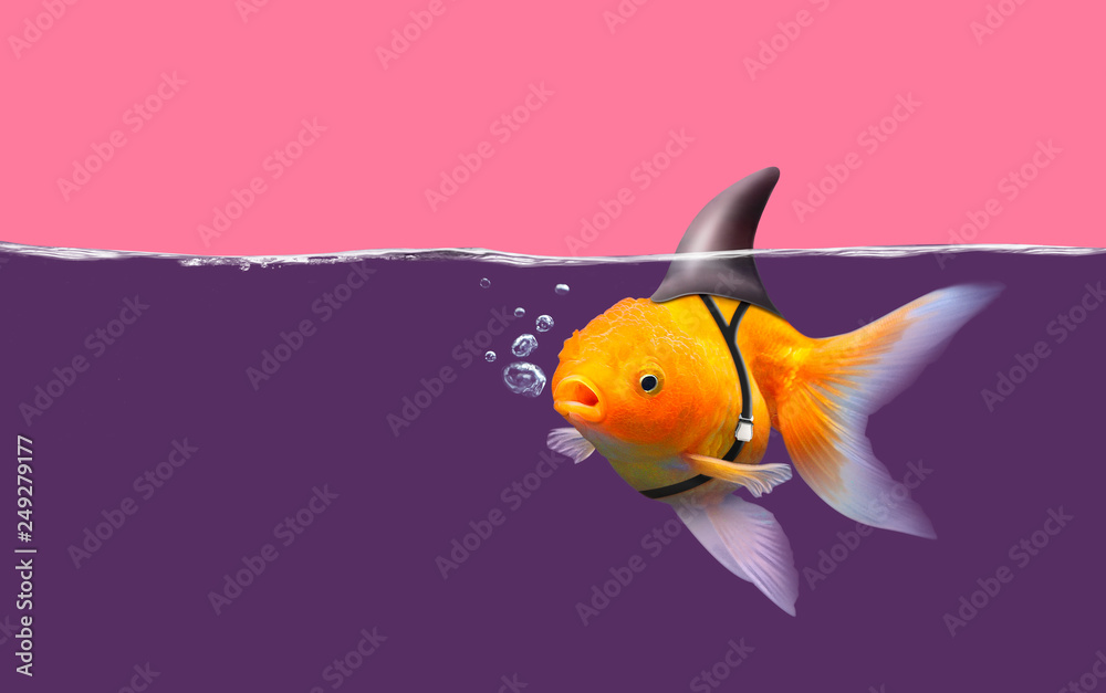 Goldfish with shark fin swim in violet water and pink sky, Gold fish ...