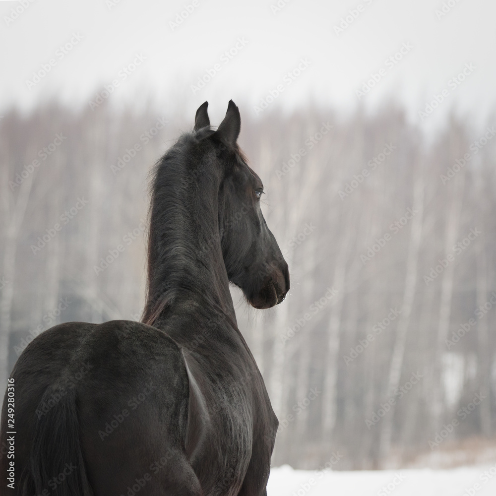 Black friesian horse on the white snow-covered field background in the ...