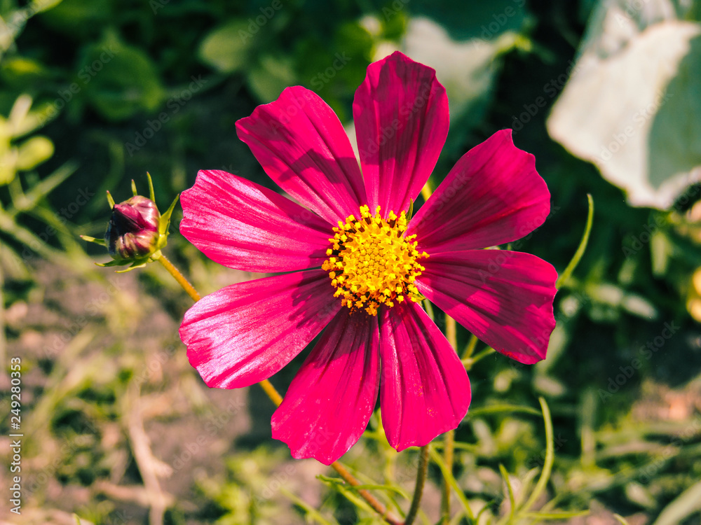 Red Cosmos Flowers