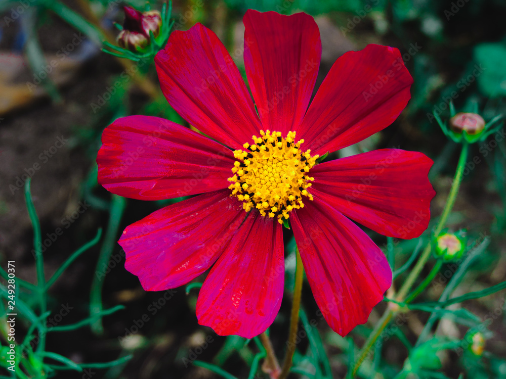 Cosmos bipinnatus blooming in the garden.Macro photo of red cosmos ...