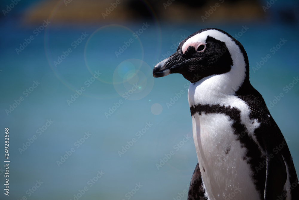 Portrait of upper body of an Africa penguin against a blurry ocean ...