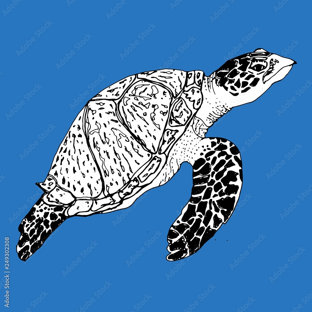 Turtle. Vector hand drawn ink illustration. Isolated image. Sketch of ...