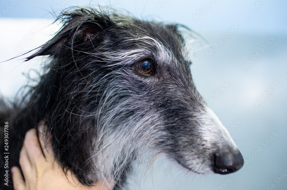 Canine hairdresser dries the wet hair of a greyhound with a powerful ...