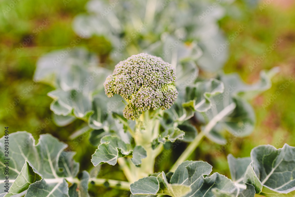 Broccoli plant, Brassica oleracea, with its edible head ready to gather ...