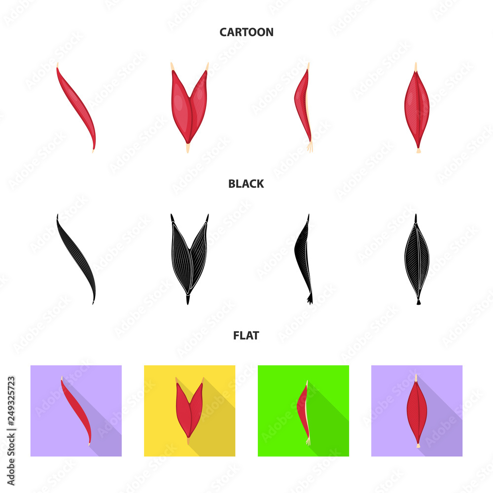 Vector illustration of fiber and muscular icon. Collection of fiber and ...