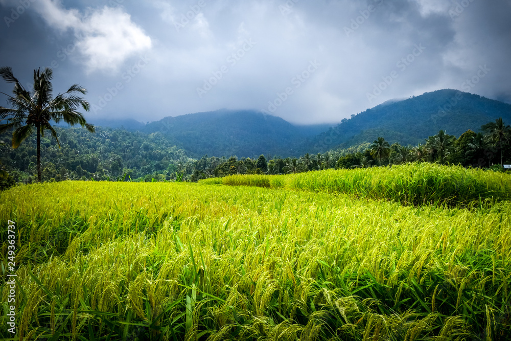 Paddy field rice terraces, Munduk, Bali, Indonesia Stock Photo | Adobe ...