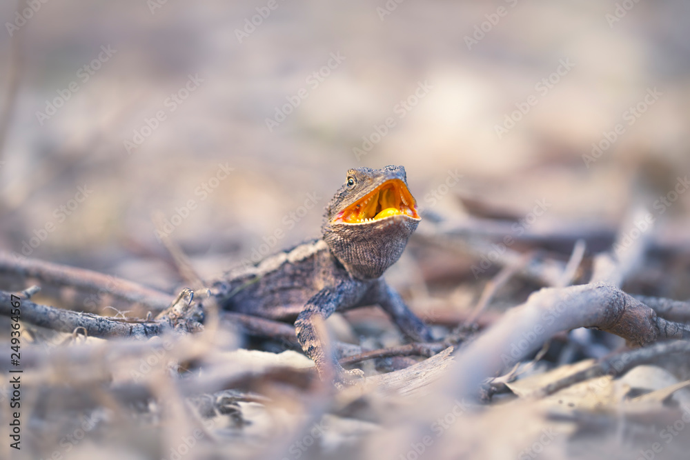 Jacky dragon lizard (Amphibolurus muricatus) with an open mouth ...